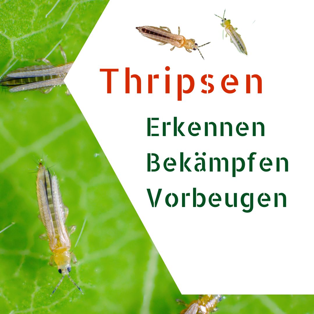 Was tun gegen Thripsen an Chilipflanzen I Chiliblog